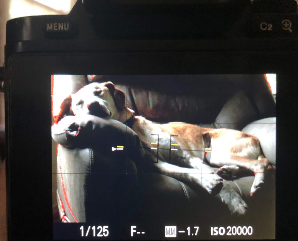 Zebra Patterns: Every Mirrorless Photographer Needs Them! - Alphatracks